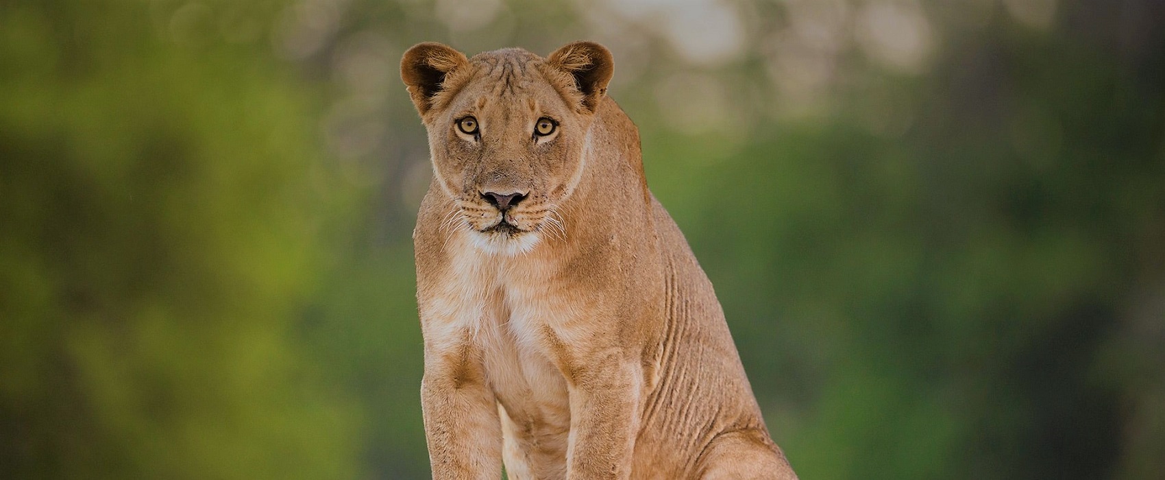 Contact Us - Sana Wild Experience